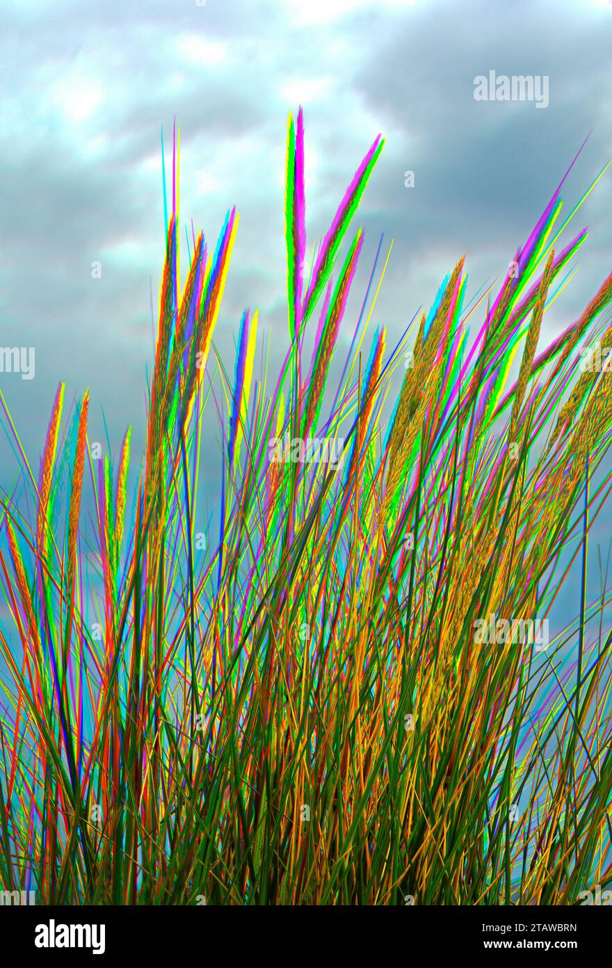 Sand dune grasses with red green blue triple exposure colour effect ...
