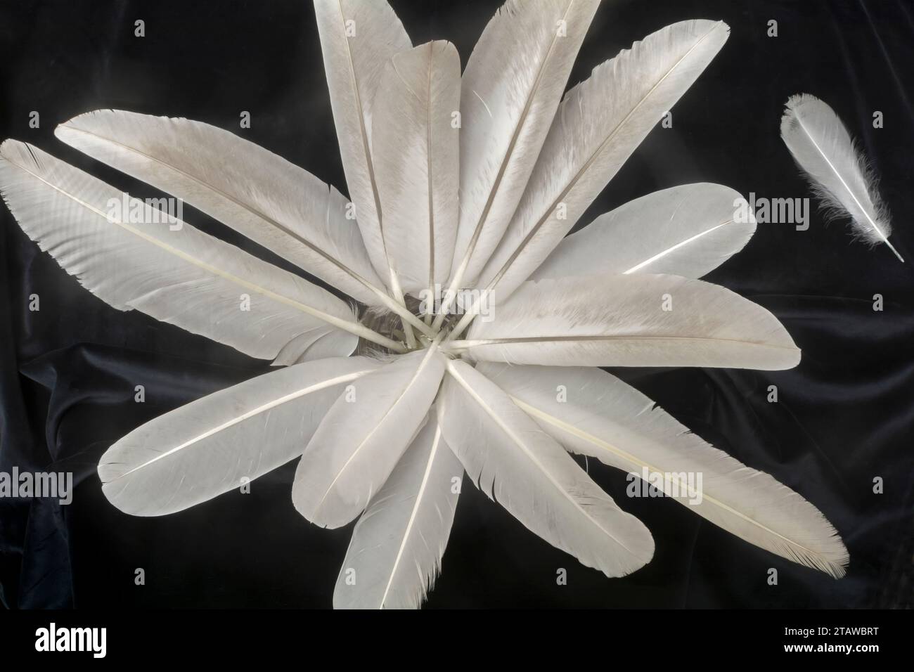 Swan feathers hi-res stock photography and images - Alamy