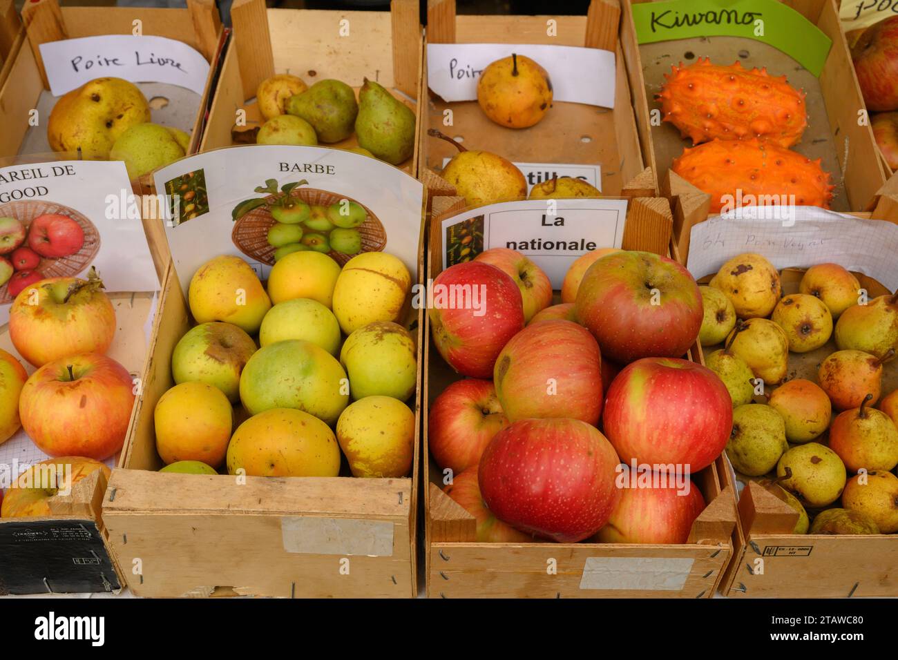 Mixed organic old varieties of apples at the autumn festival, Saint ...