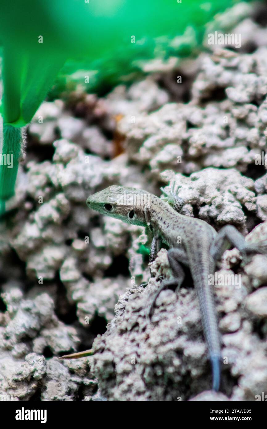 Colorful green lizard, reptile in the beautiful nature, wildlife Stock ...