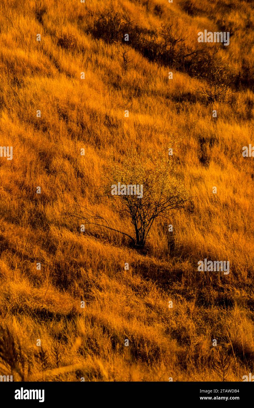 Colorful land with a tree in the middle, warm light shinning over the ...