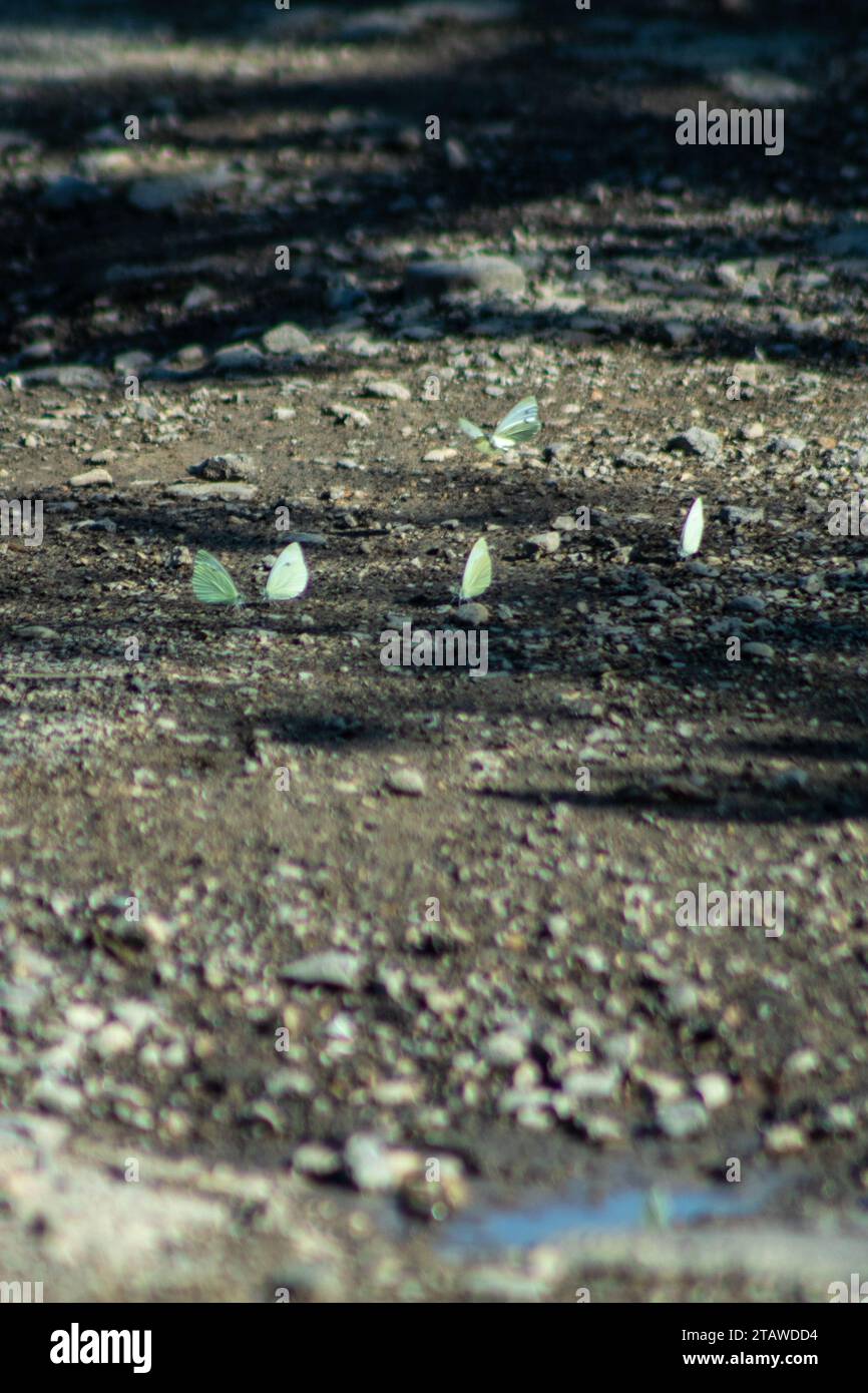 White butterflies flying and playing above the ground, beautiful scene ...