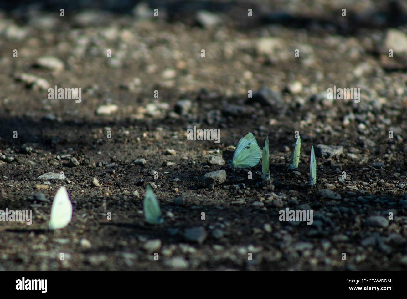 White butterflies flying and playing above the ground, beautiful scene ...