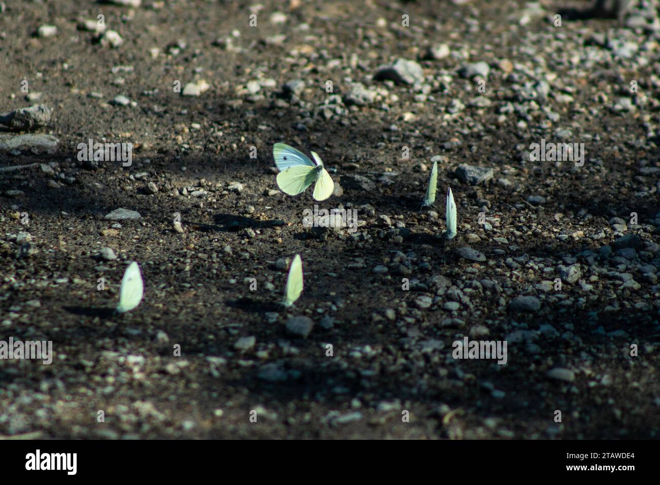 White butterflies flying and playing above the ground, beautiful scene ...