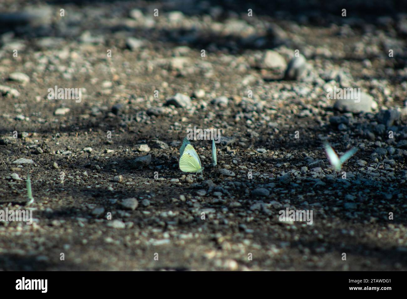 White butterflies flying and playing above the ground, beautiful scene ...