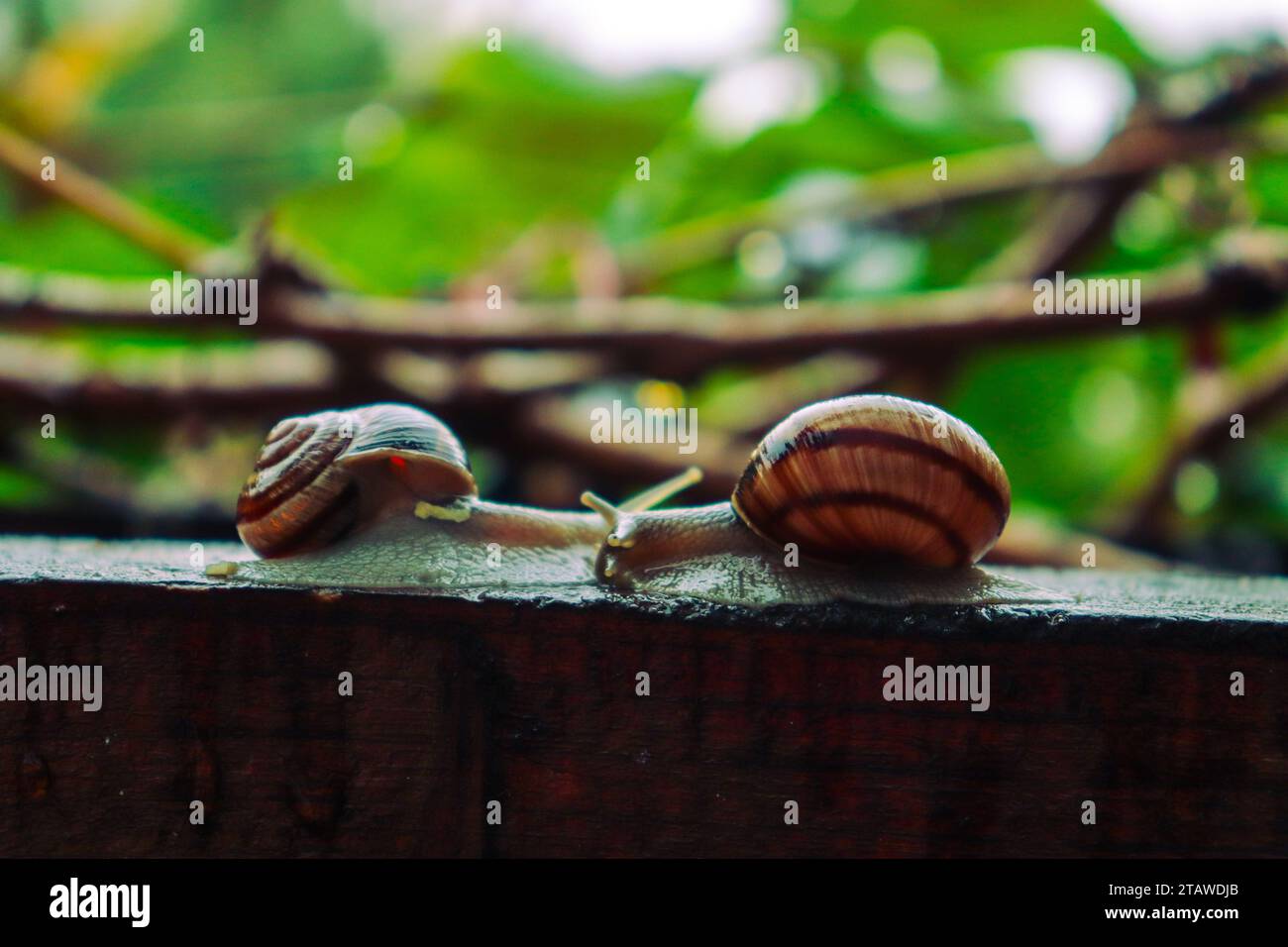 Big sister little sisters hi-res stock photography and images - Alamy