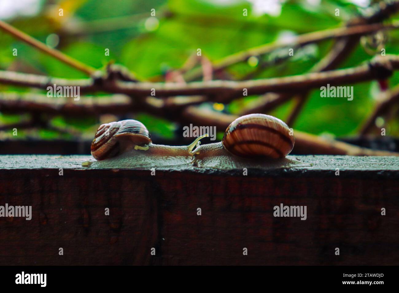 Snail in a rainy day, from tiny to big, brothers and sisters, beautiful ...