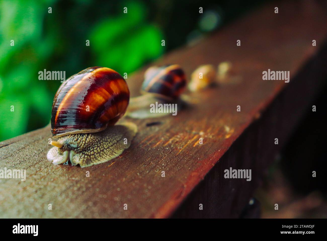 Snail in a rainy day, from tiny to big, brothers and sisters, beautiful ...