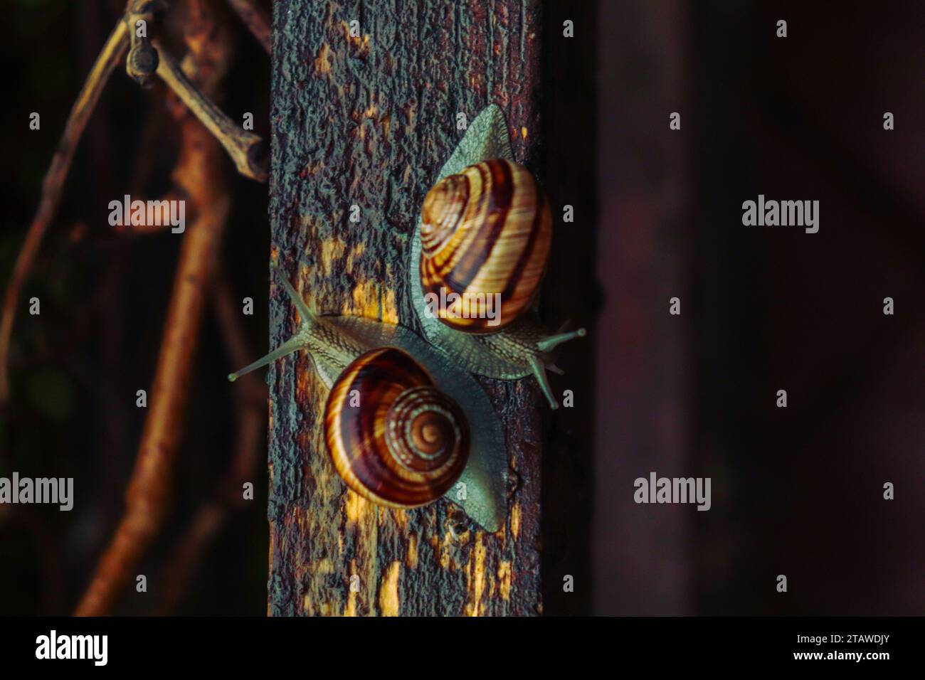 Snail in a rainy day, from tiny to big, brothers and sisters, beautiful ...