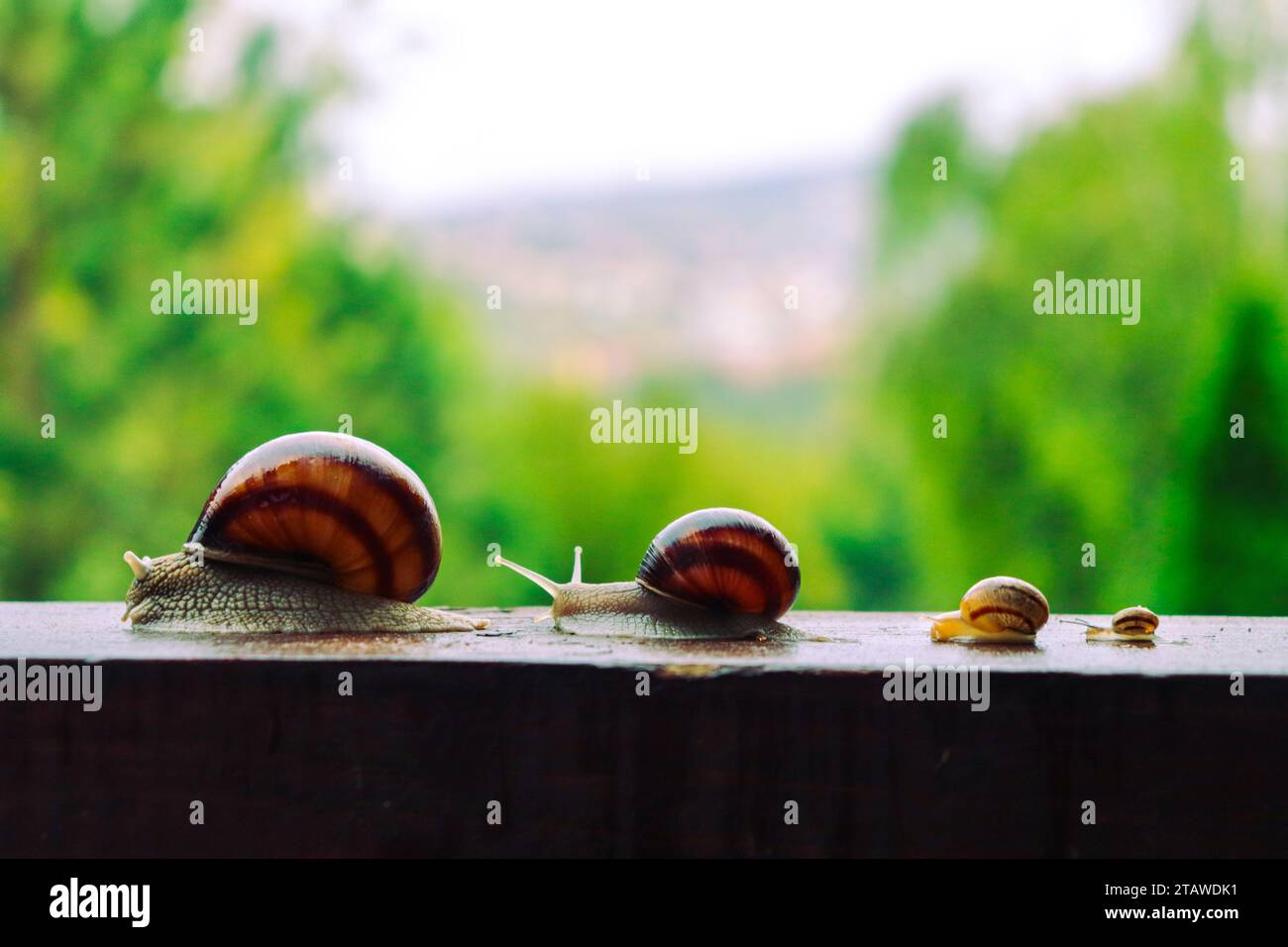 Snail in a rainy day, from tiny to big, brothers and sisters, beautiful ...