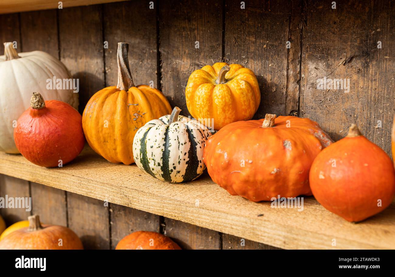 Different shape, size and color pumpkin wooden display on the harvest ...