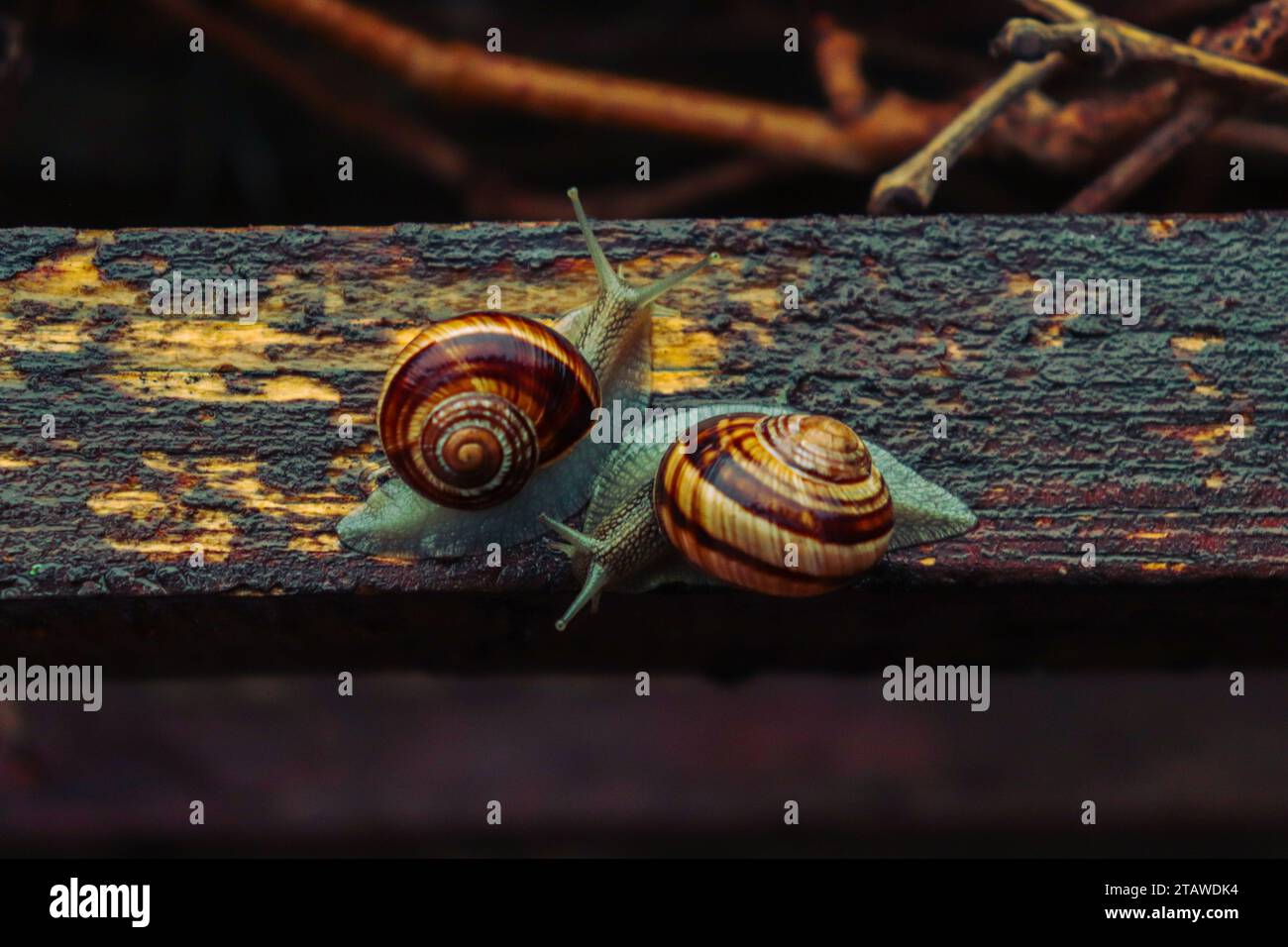 Snail in a rainy day, from tiny to big, brothers and sisters, beautiful ...