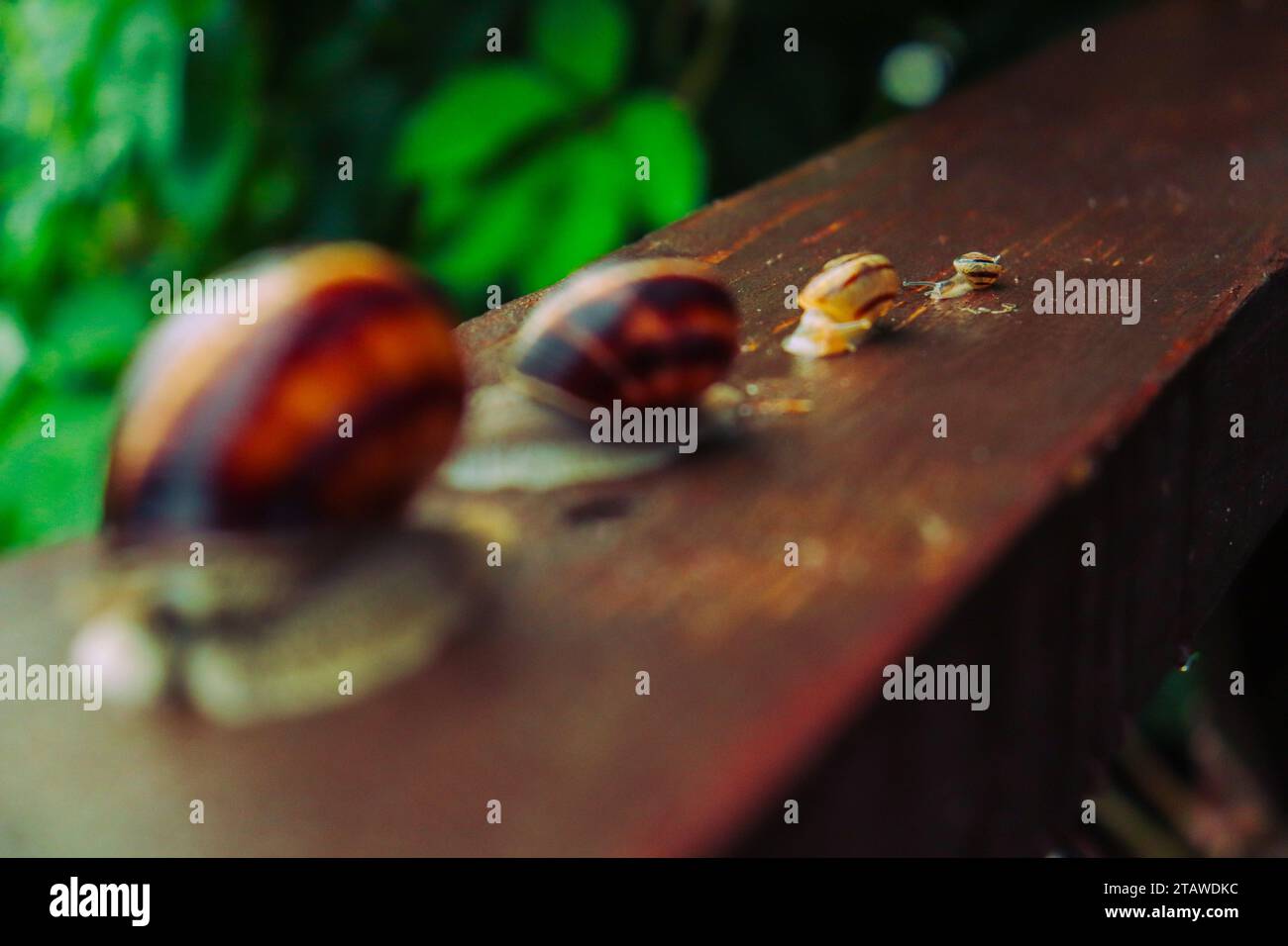 Snail in a rainy day, from tiny to big, brothers and sisters, beautiful ...