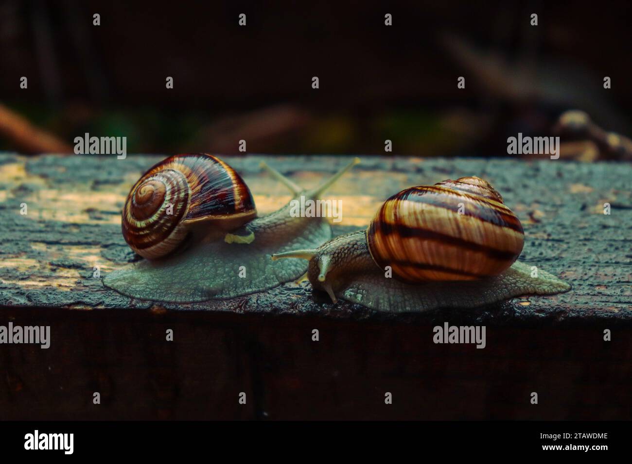 Snail in a rainy day, from tiny to big, brothers and sisters, beautiful ...