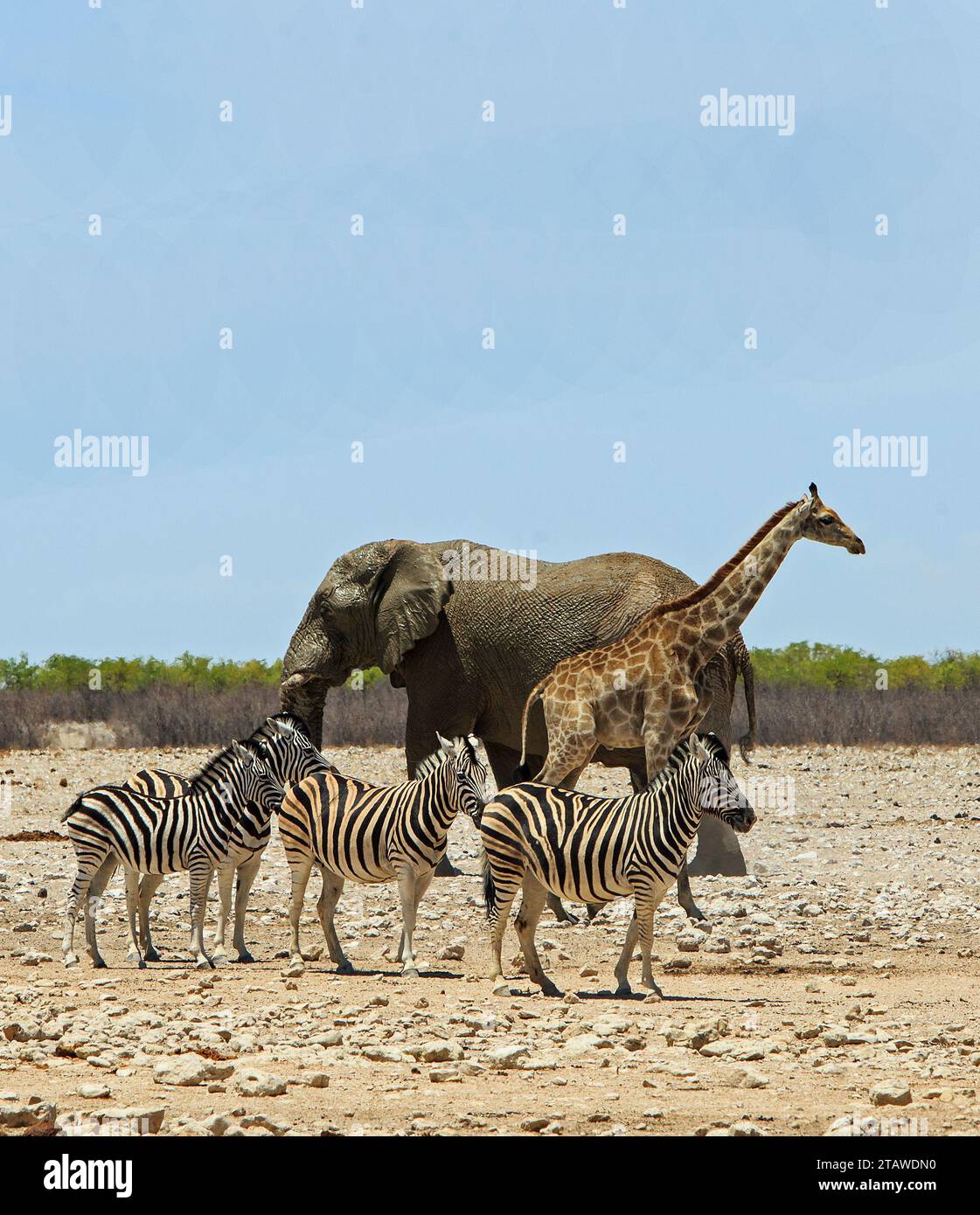 Zebra giraffe elephant africa hi-res stock photography and images - Alamy