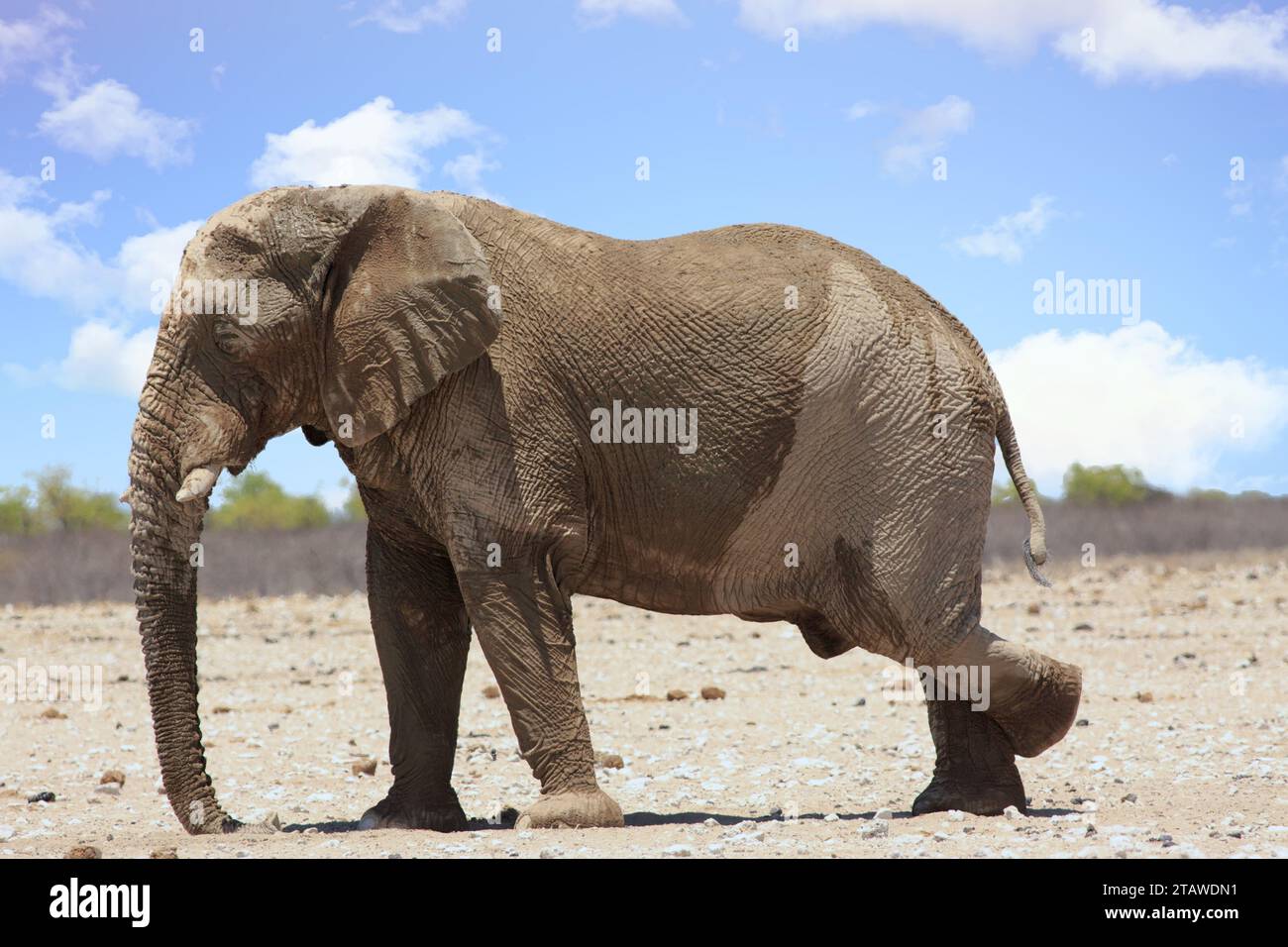 Large Adult African Elephant standing with hind leg raised on the dry ...