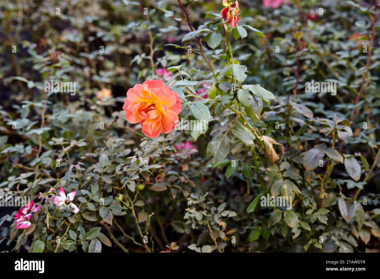 Pink rose in the garden. A bush of beautiful rose in summer light ...