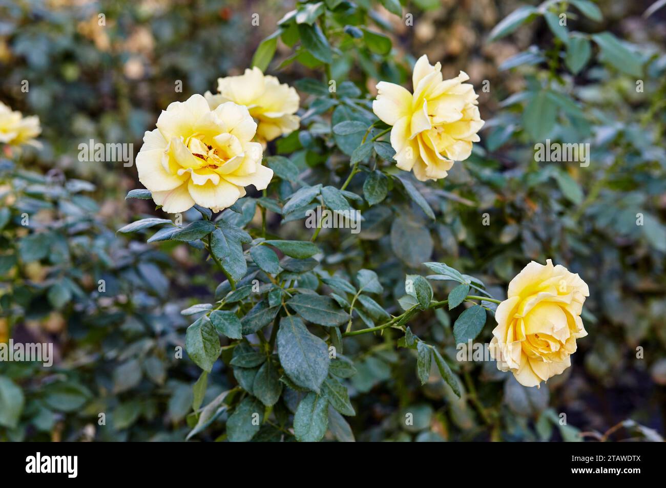 Yellow roses in the garden. A bush of beautiful roses in summer light ...