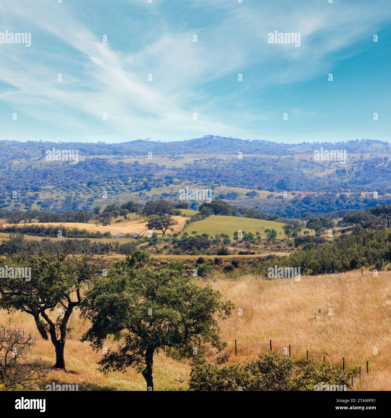 Summer country landscape with olive trees on slope, Potugal. Misty dull ...