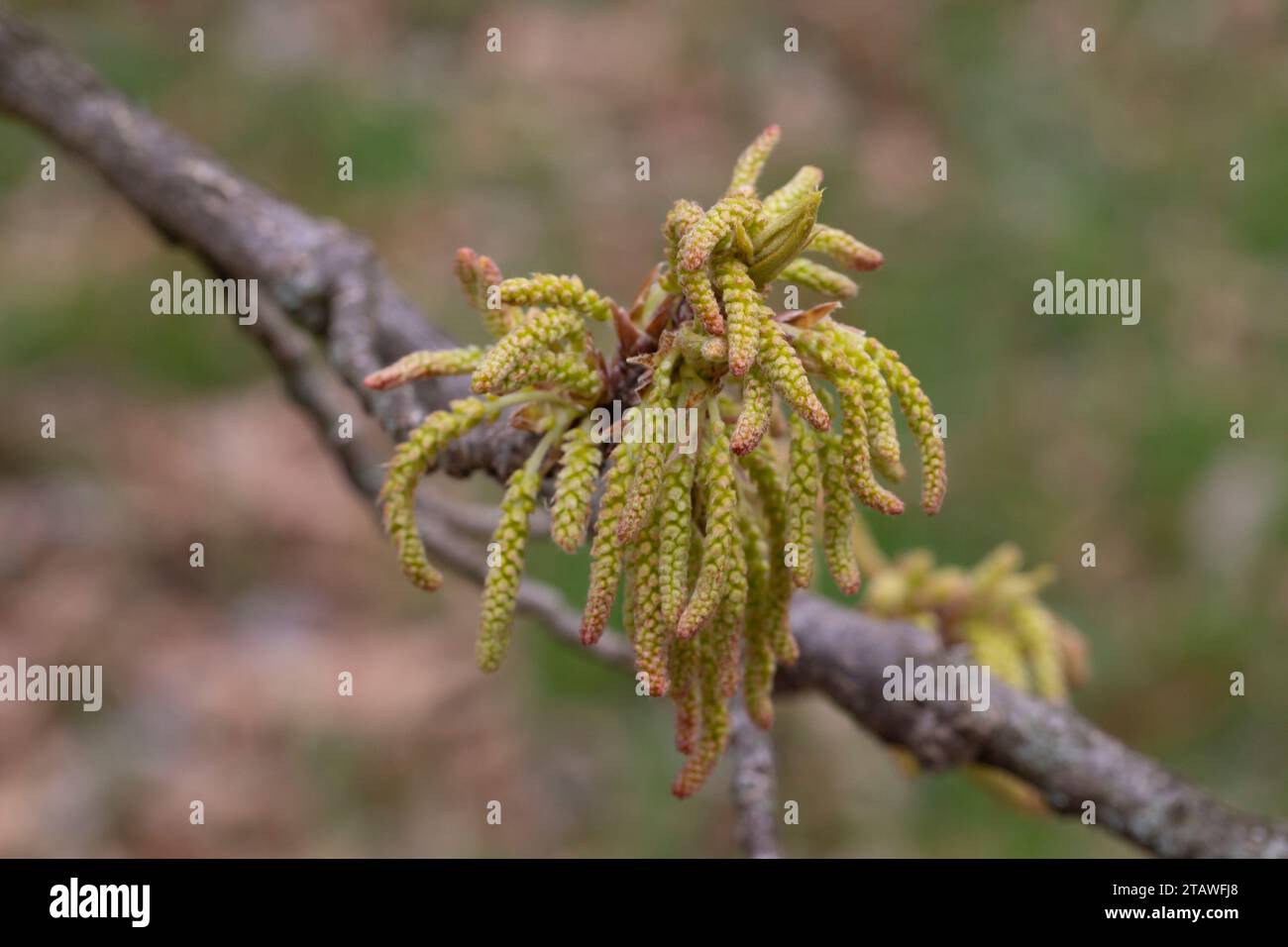 Catkin Inflorescence