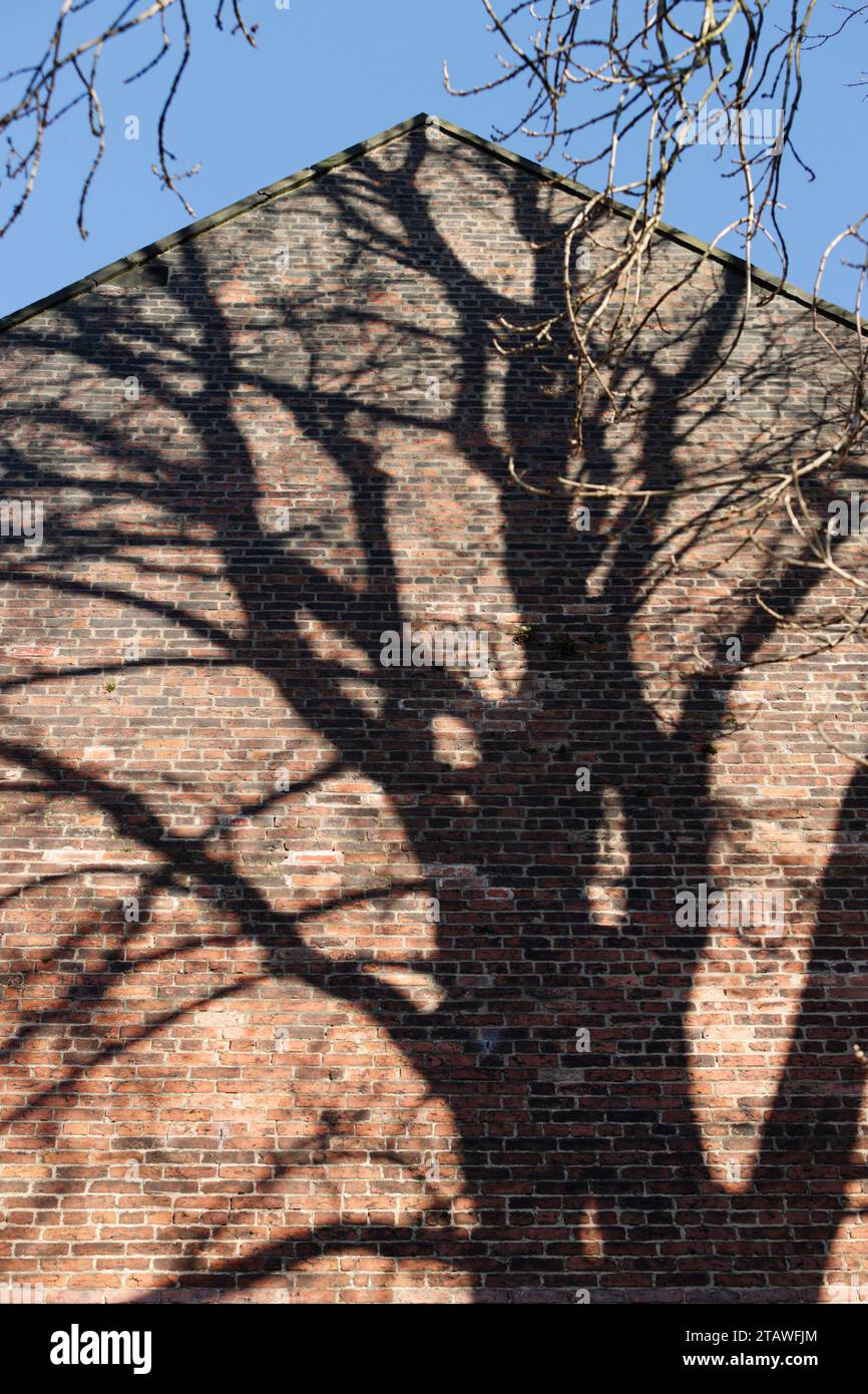 Tree shadow on brick wall in bright sunshine with blue sky in bury ...