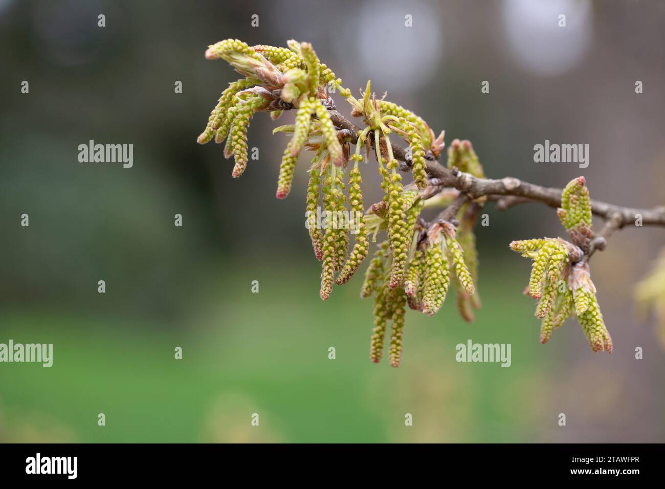 Quercus variabilis develops catkin inflorescence in the spring ...