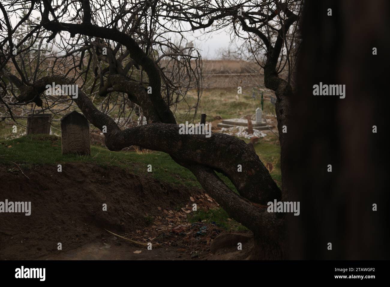 Graveyard in a green environment, with an Arabic sentence written on ...