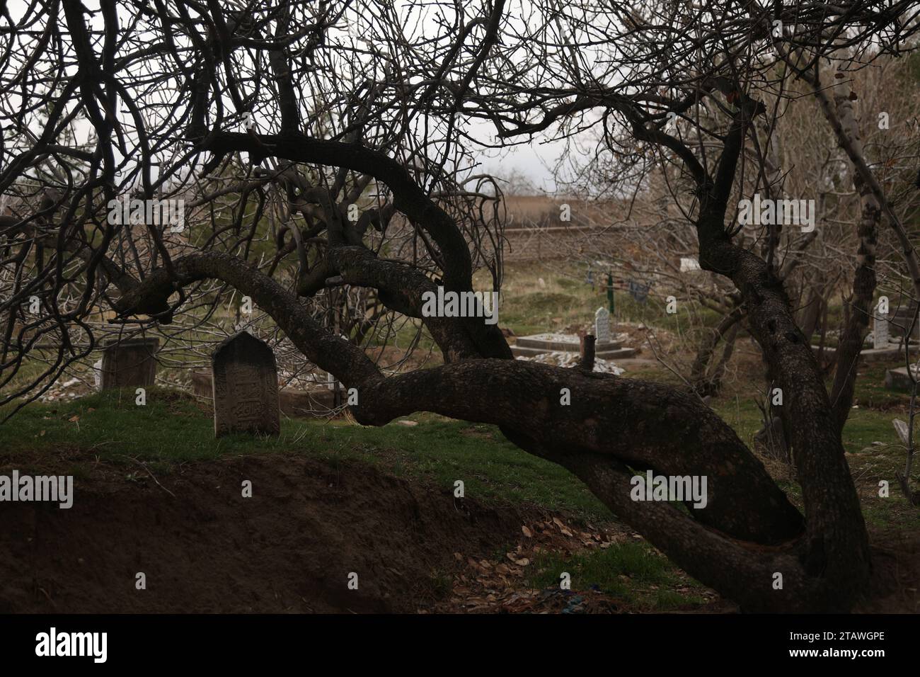 Graveyard in a green environment, with an Arabic sentence written on ...