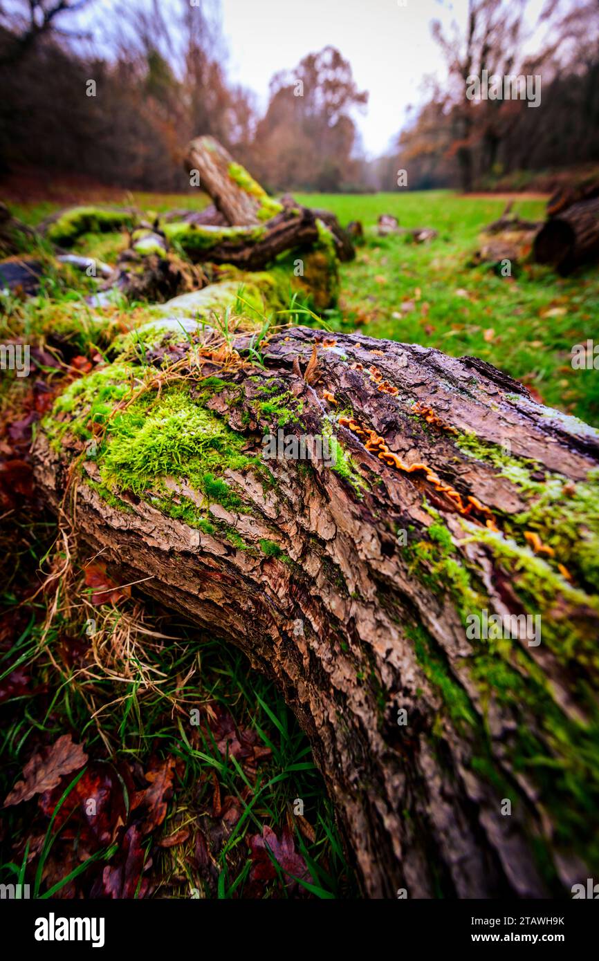 A cluster of cut down logs are covered in moss in a parkland in North ...