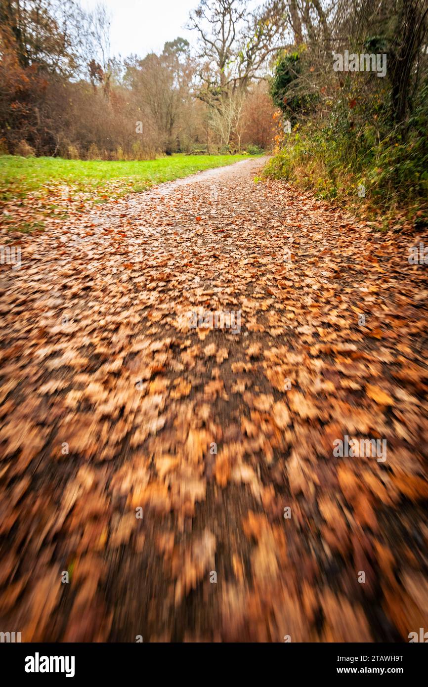 Autumn leaves cover the walking path in an area of parkland in North ...