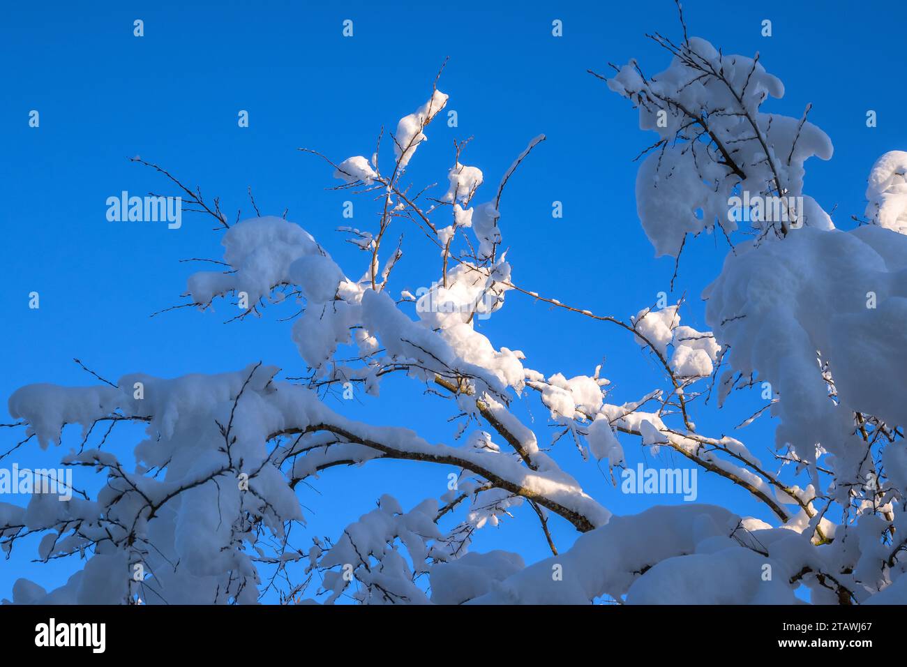 Snowy branches hi-res stock photography and images - Alamy