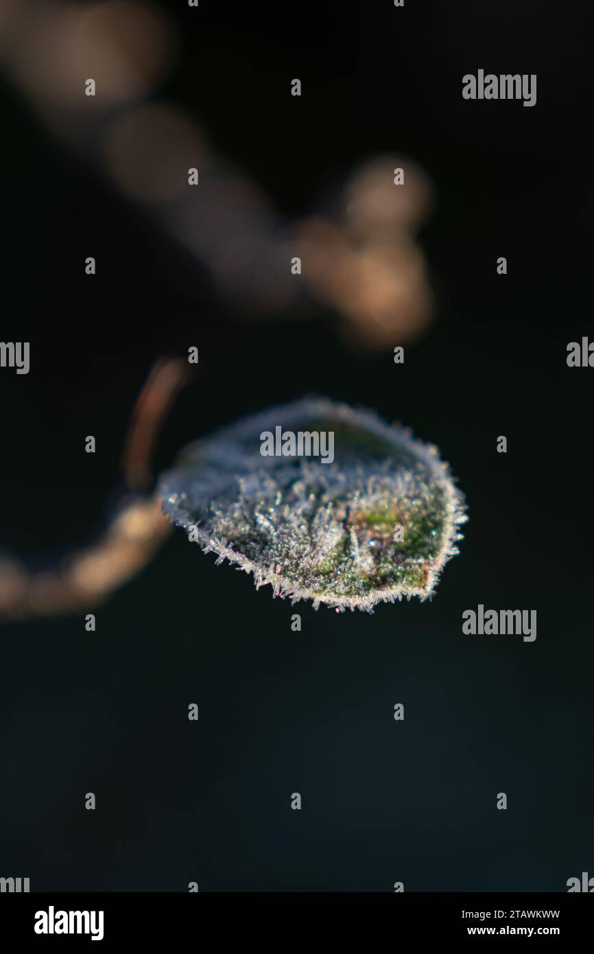 Pretty frost hi-res stock photography and images - Alamy