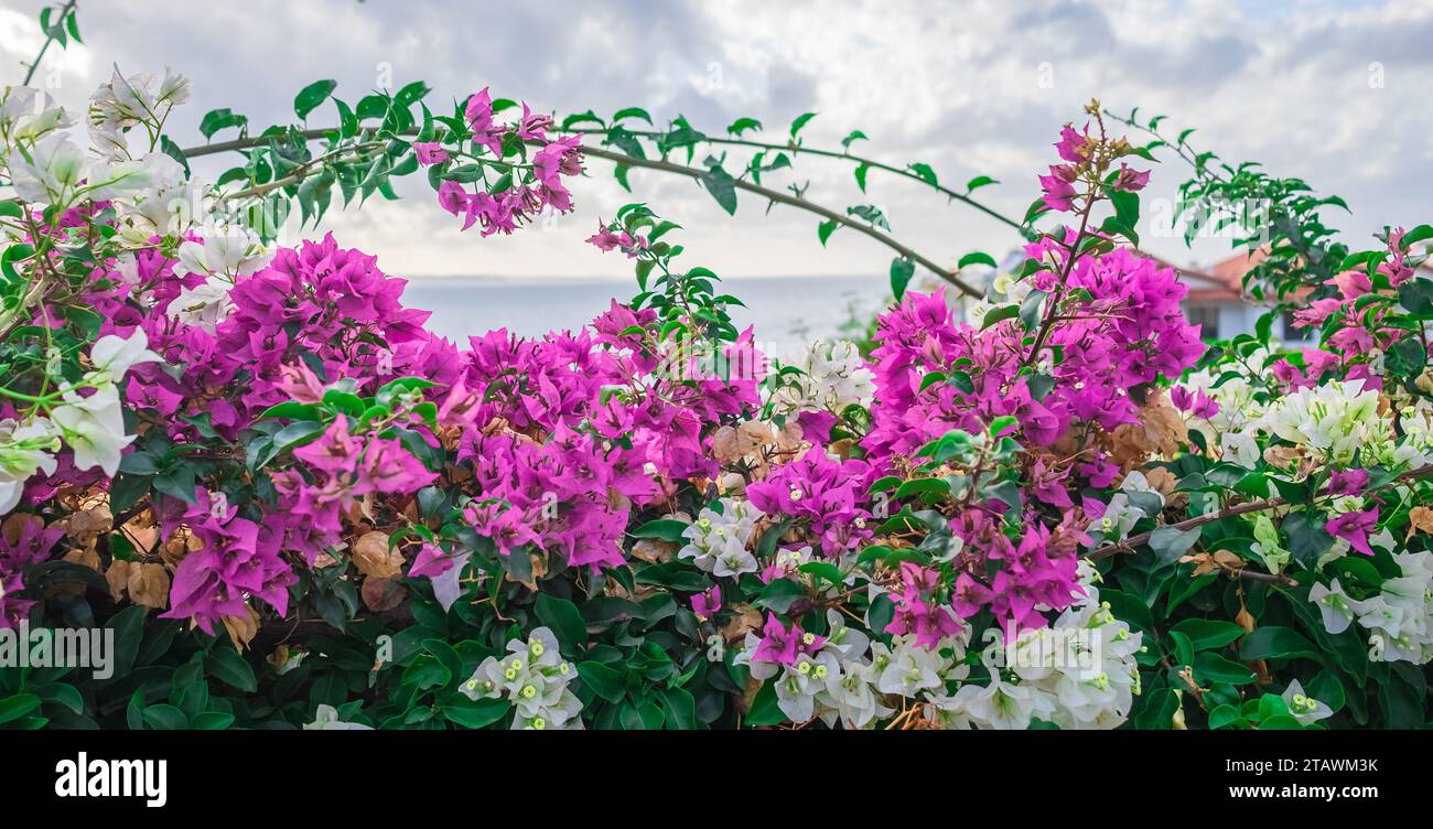 Bougainvillea flower, Paper flower, Pink Bougainvillea flower in a ...