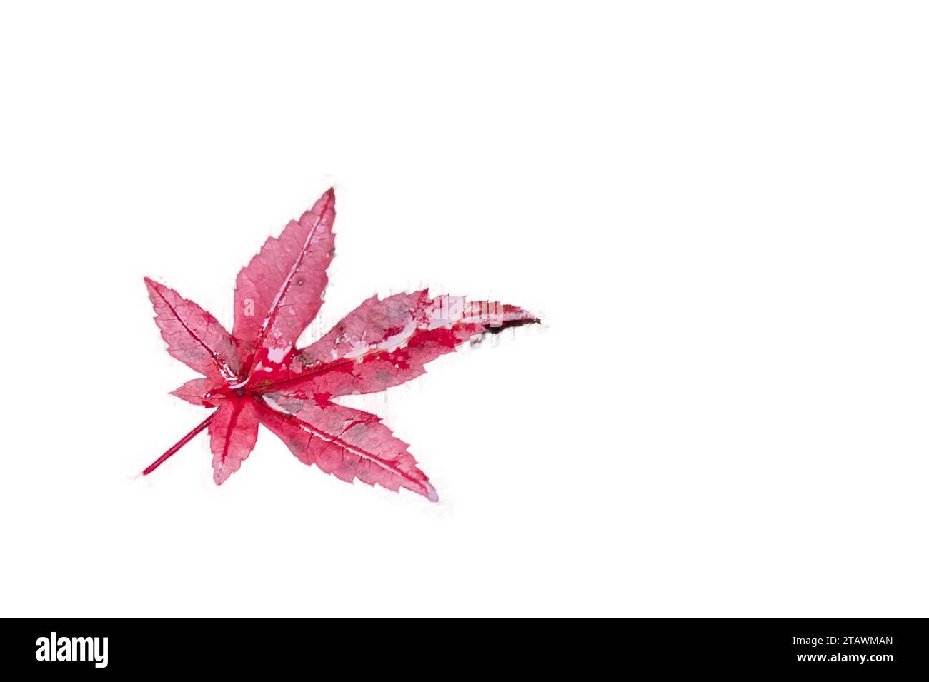 Wet foliage scene Cut Out Stock Images & Pictures - Alamy