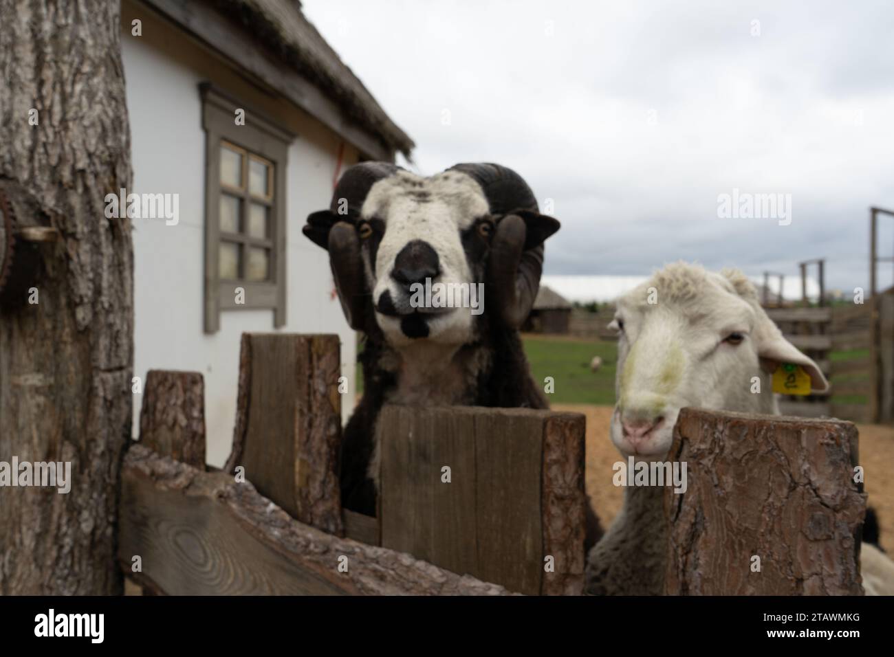 Sheep looking over a fence hi-res stock photography and images - Alamy