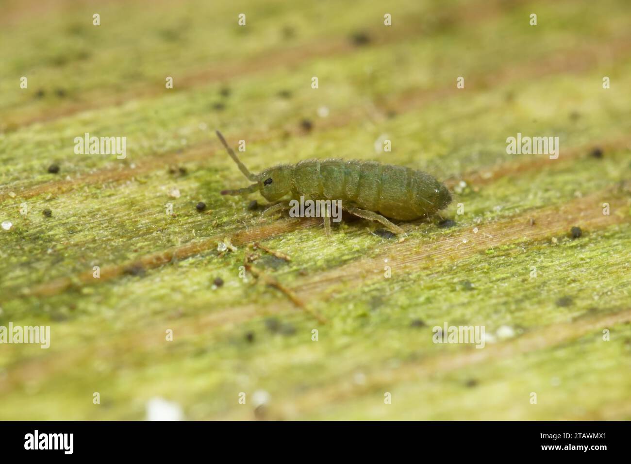 Detailed closeup on a microscopic small green springtail, Isotomurus ...