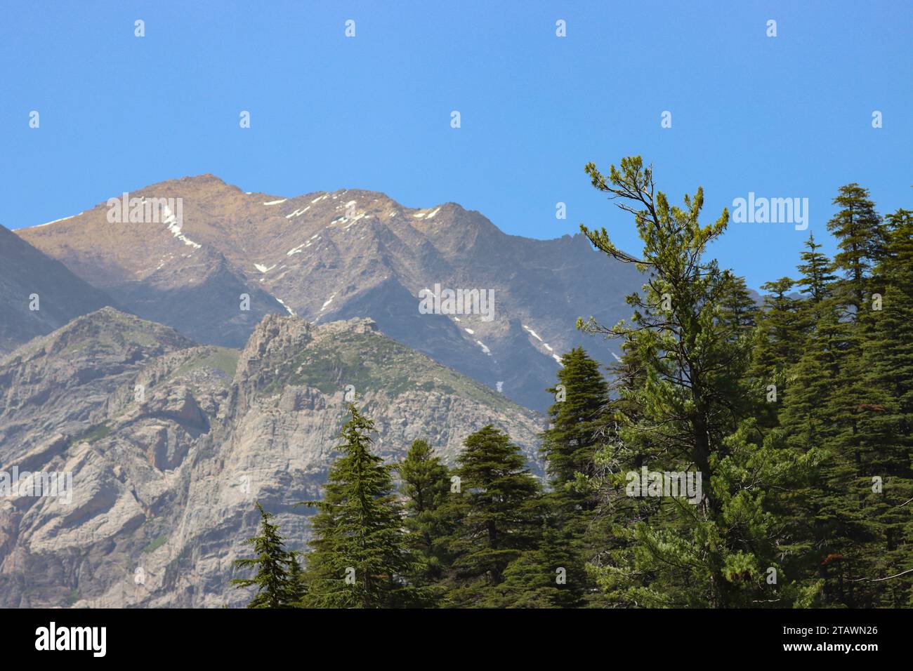A landscape featuring a lush green forest and trees in nature ...