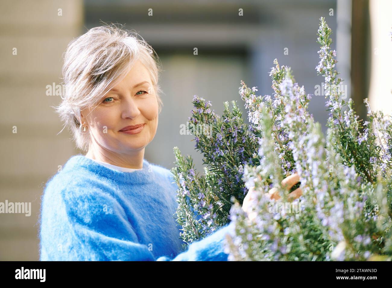 Outdoor portrait of mature woman smelling rosemary herb Stock Photo - Alamy