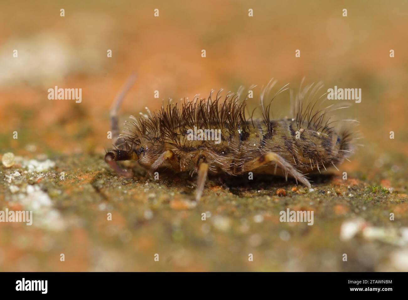 Detailed closeup on a hairy, spooky microscopic springtail, Orchesella ...