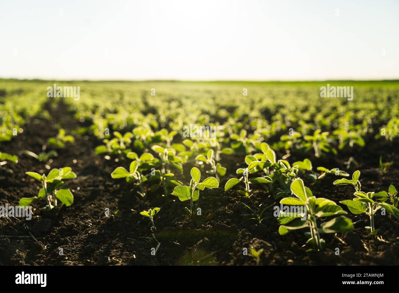 Field with young bean sprouts in the summer. A row of young soybean ...