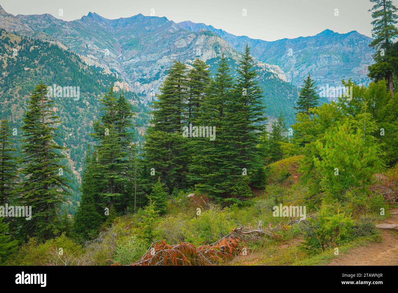 A landscape featuring a lush green forest and trees in nature ...