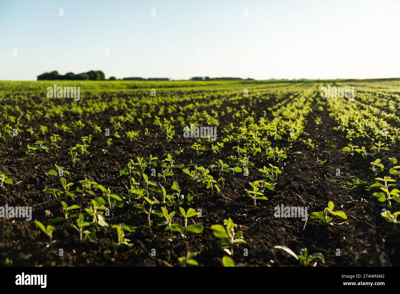 Soy bean sprouts grows on a field. Young soybean plants. Soy field with ...