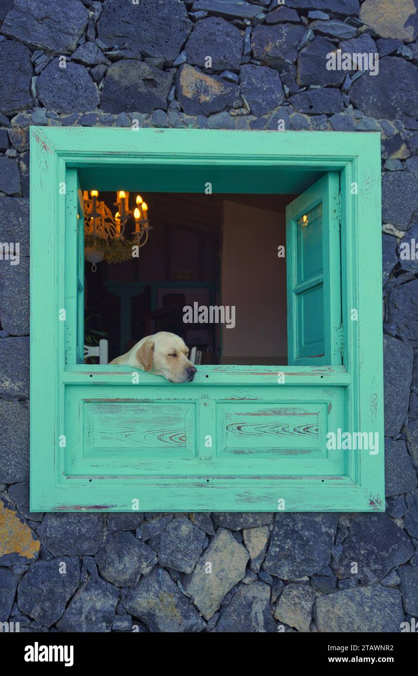 Sad dog waiting for his master at the window of the house Stock Photo ...