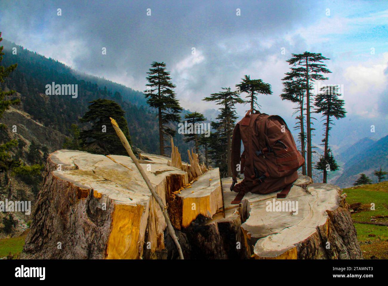 A landscape featuring a lush green forest and trees in nature ...