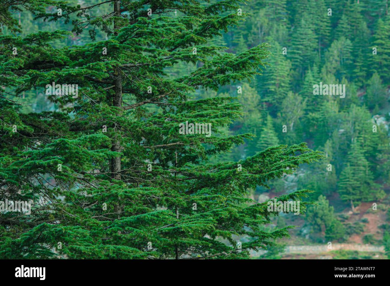 A landscape featuring a lush green forest and trees in nature ...