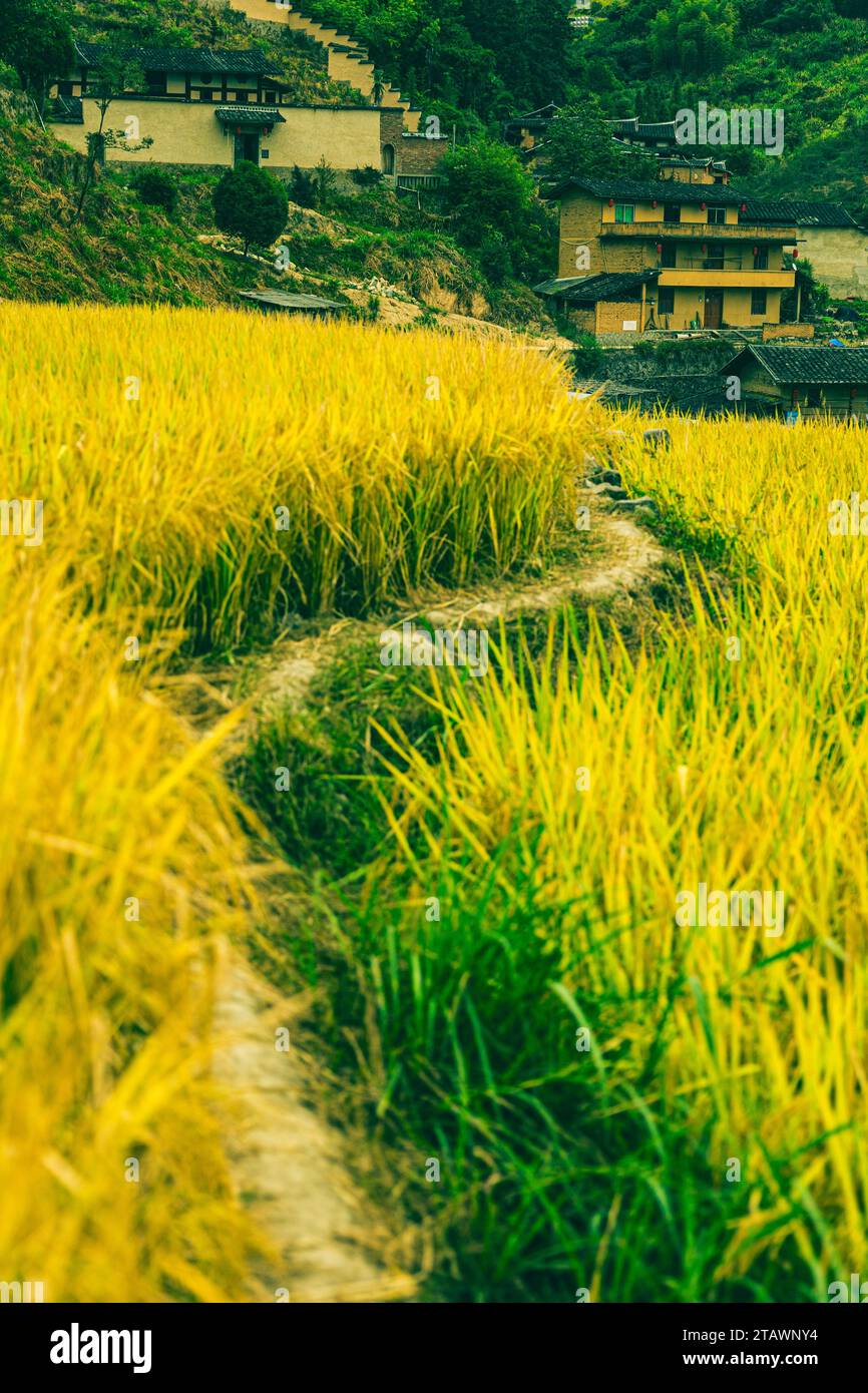 golden wheat wave in Guifeng Stock Photo - Alamy