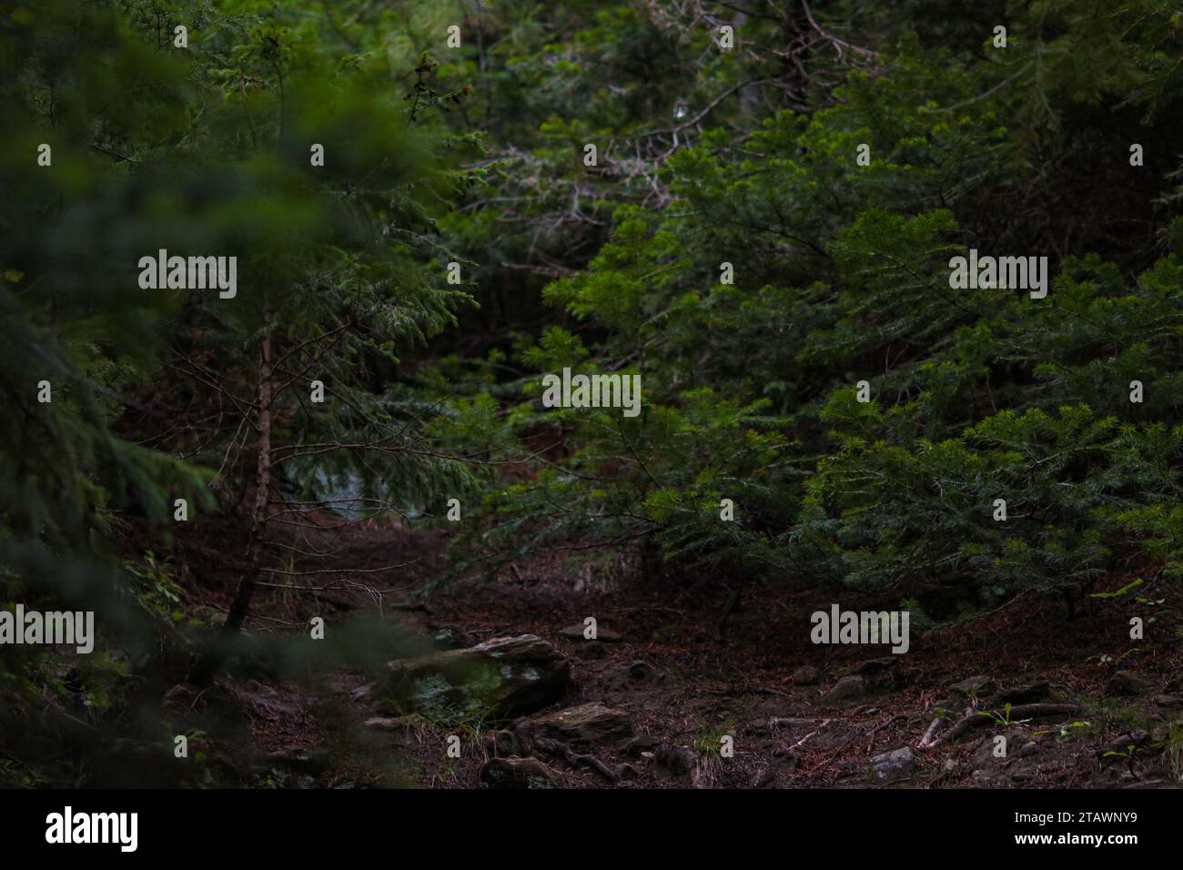 A landscape featuring a lush green forest and trees in nature ...