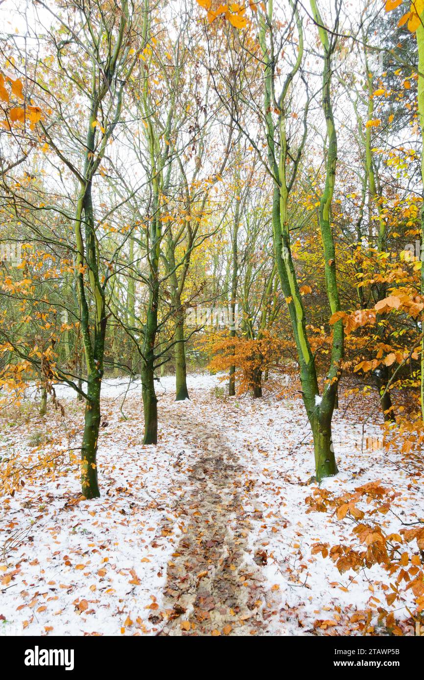 Leaves on track uk hi-res stock photography and images - Alamy