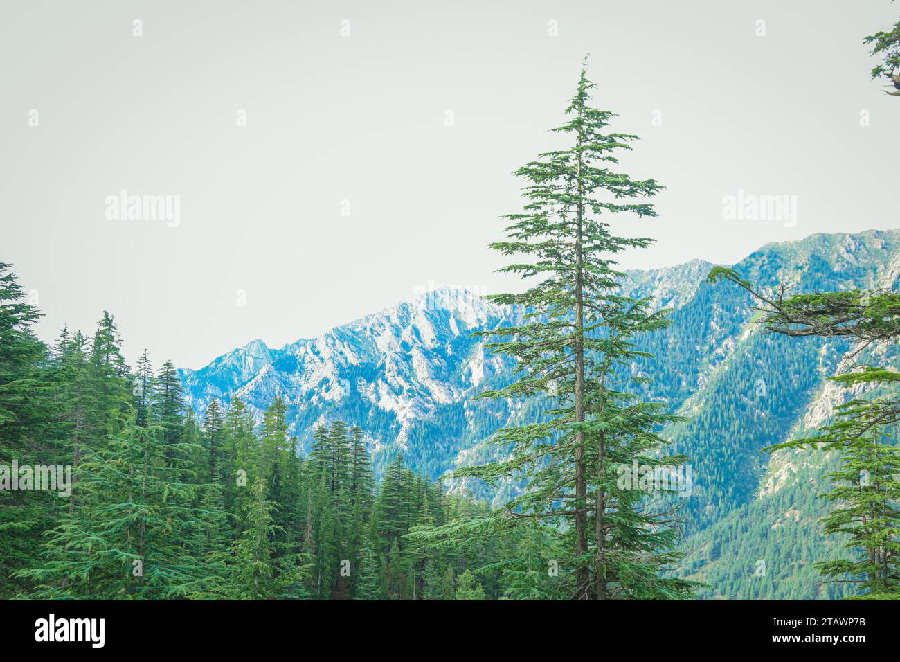 A landscape featuring a lush green forest and trees in nature ...