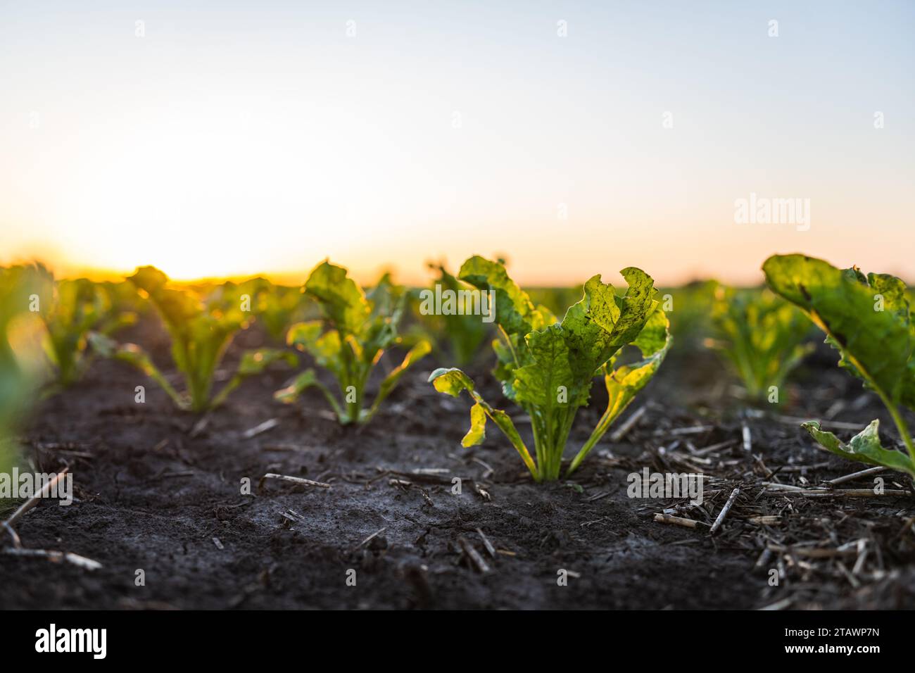 Beetroot plants growing in a fertile soil on a agricultural field ...